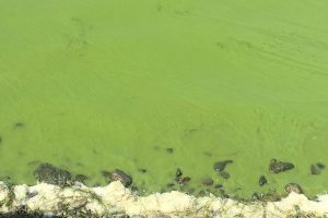 Lake Champlain Algae Blooms & Phosphorus